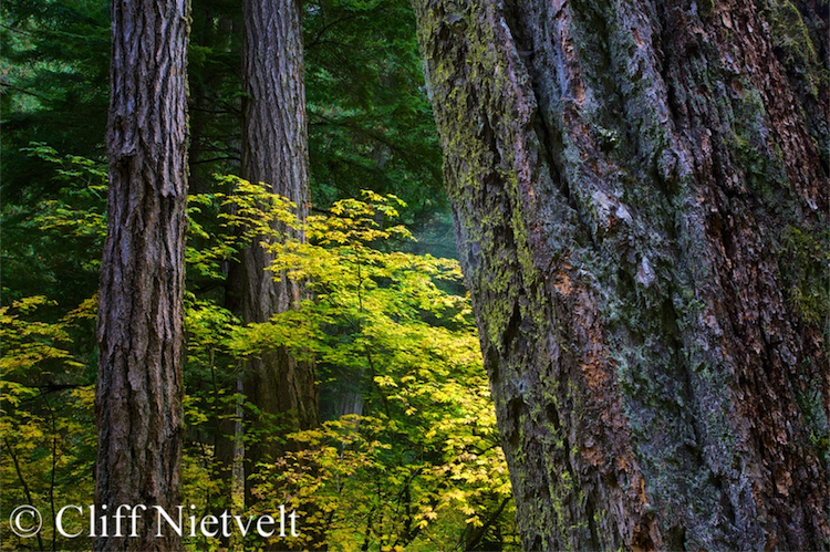 Cliff Nietvelt Photography | Southern BC